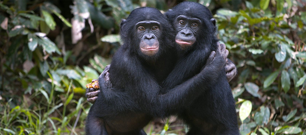 Bonobos and Chimpanzees: Our Closest Living Relatives - The Human Journey