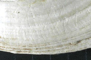 Homo Ergaster/Erectus: Down from the Trees - The Human Journey